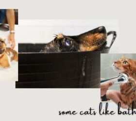 How to Design a Home for Pets & People | Redesign