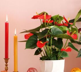 10 Festive Plants to Brighten Your Holiday Season | Redesign