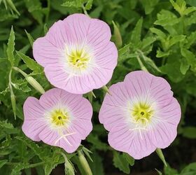 8 Spring Flowers to Signal the End of Winter | Redesign