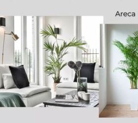 Best Plants for Minimalist Interiors: Simple, Stylish, and Easy | Redesign