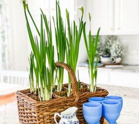 Low-Scent Paperwhite Varieties | Redesign