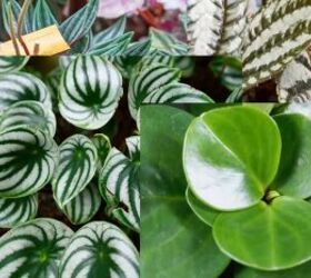 Air-Cleaning Plants: 5 Beautiful Options for Your Home | Redesign