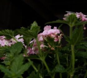 Easy Spring Window Box Ideas With Trailing Flowers | Redesign