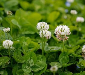 Forget Mulch—Try These Ground Cover Ideas Instead | Redesign