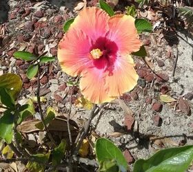 How to Use Bedding Plants for Instant Spring Color | Redesign