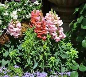 How to Use Bedding Plants for Instant Spring Color | Redesign